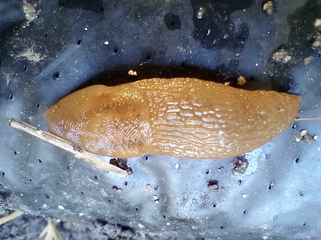 Threeband Slugs in December 2023 by Michele Jones · iNaturalist