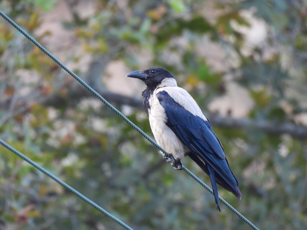 Hooded Crow from Crete, Greece on August 15, 2023 at 07:30 PM by Valia ...