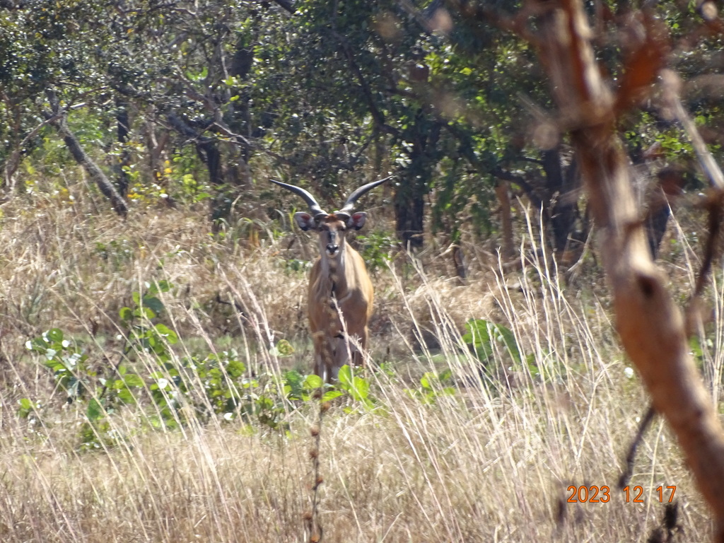 Eastern Giant Eland in December 2023 by thierry_aebischer_chinko ...