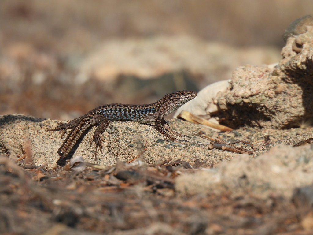 Cretan Wall Lizard in August 2023 by Valia Pavlou · iNaturalist
