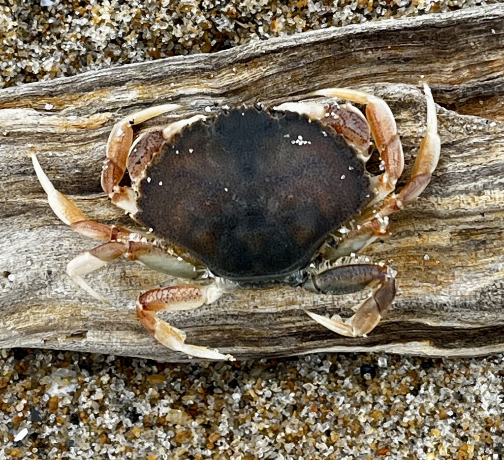 Atlantic Rock Crab from Parker River National Wildlife Refuge, Newbury ...