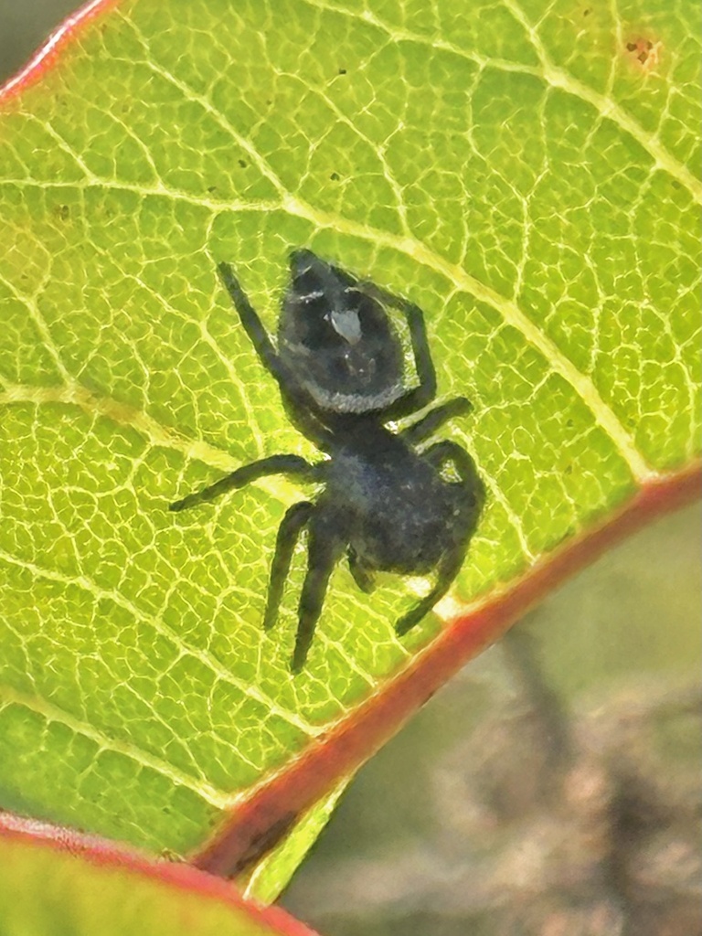 Phoenix Jumping Spider from Mission Trails Regional Park, San Diego, CA ...