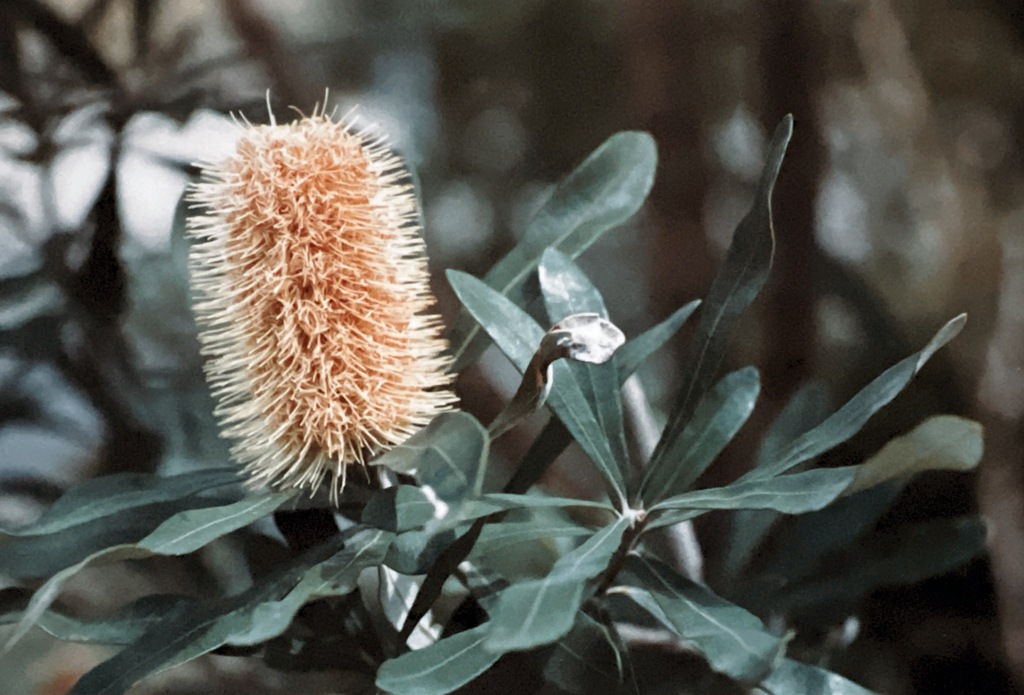Coastal Banksia from Port Phillip, VIC, Australia on October 6, 1999 at ...