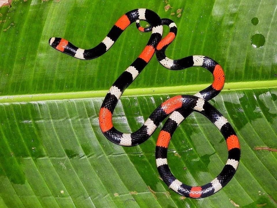 Western Ribbon Coralsnake from El Castillo, Meta, CO on May 22, 2023 at ...