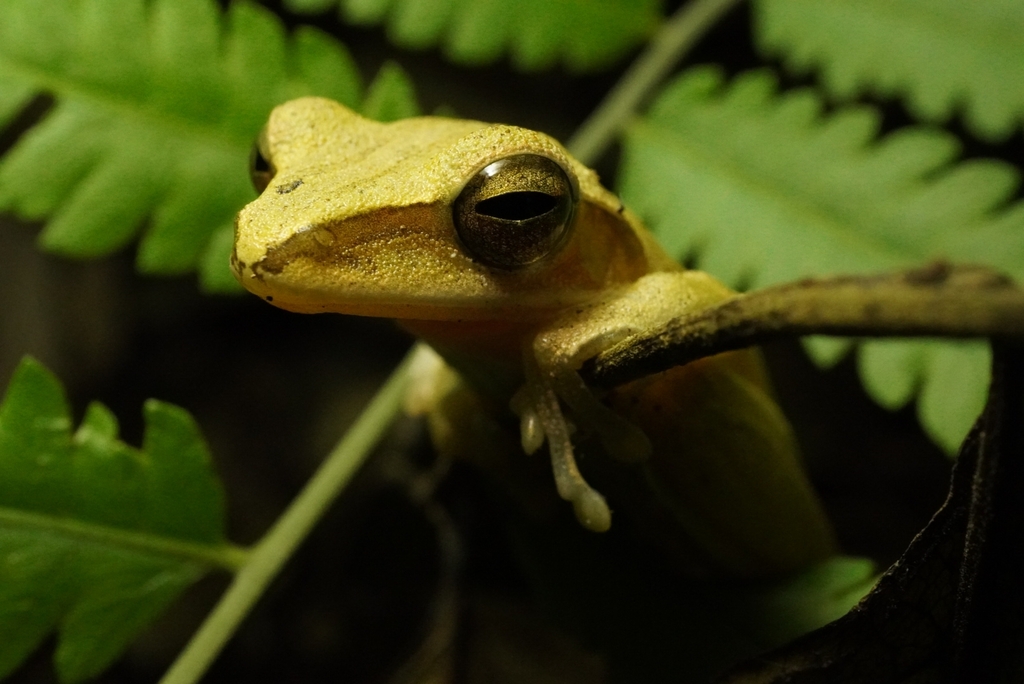 whipping frogs from 4WCF+J85, Krabi Noi, Mueang Krabi District, Krabi ...