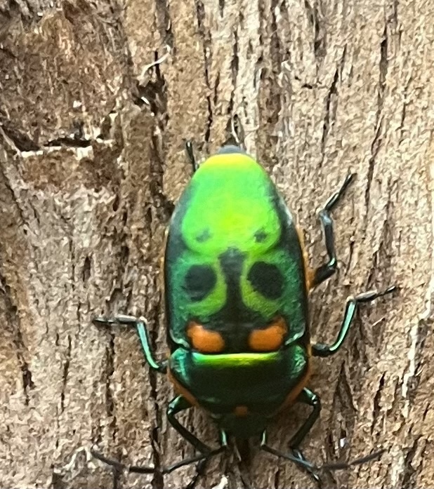 Metallic Shield Bug from Donald St, Hamilton, NSW, AU on December 18 ...