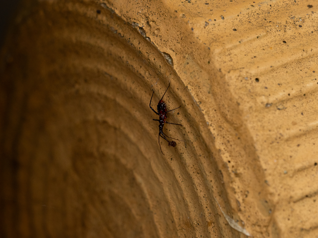 Japanese Assassin Bug from Kōchi, Kochi, Japan on September 9, 2023 at ...