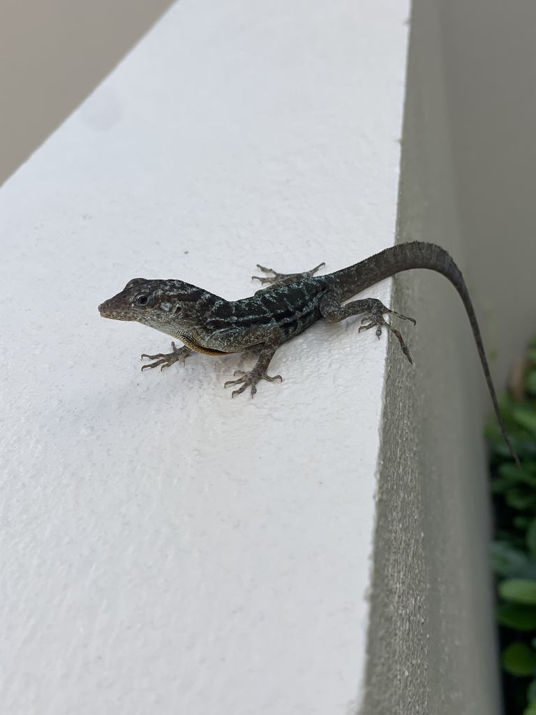 Striped Anole from Aruba, Noord, Aruba, AW on December 17, 2023 at 10: ...