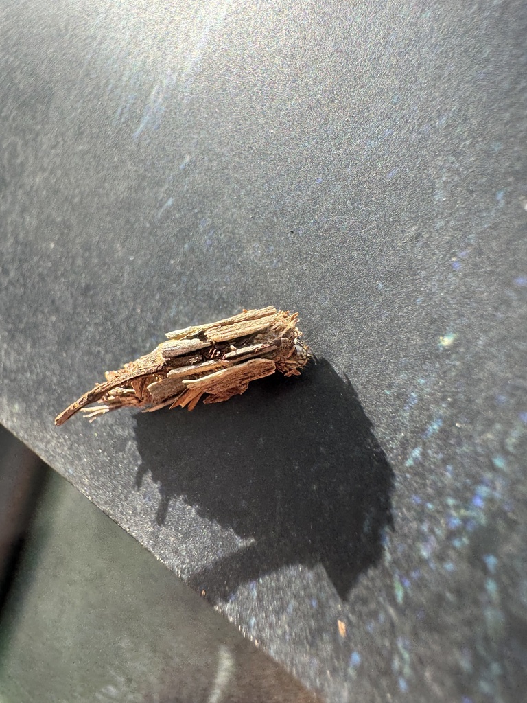 Bagworm Moths from Miami-Dade County, US-FL, US on December 17, 2023 at ...