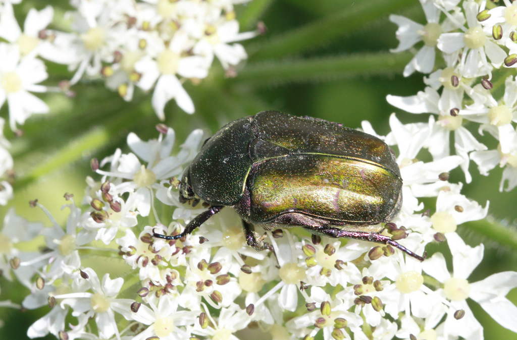 Copper Chafer from Gran Paradiso, Aosta Valley, Turin, Italy on June 27 ...