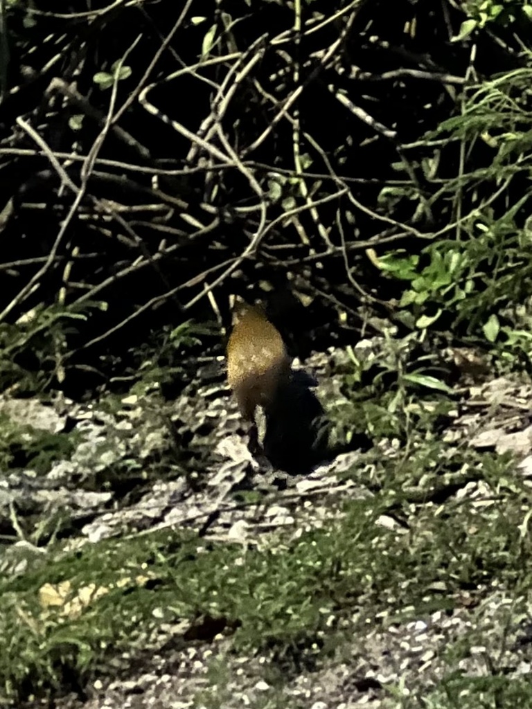 Central American Agouti from Grand Cayman, East End, KY on December 11 ...