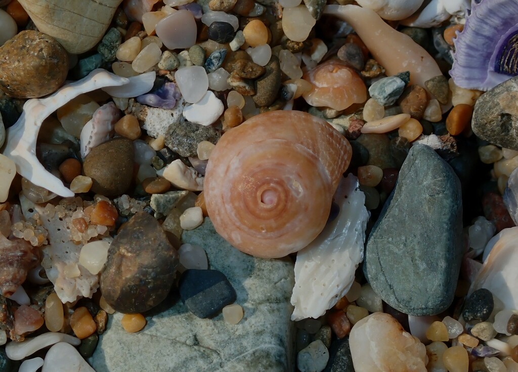 Heliacus implexus from Woolgoolga NSW 2456, Australia on December 17, 2023 at 04:24 PM by Adrian ...