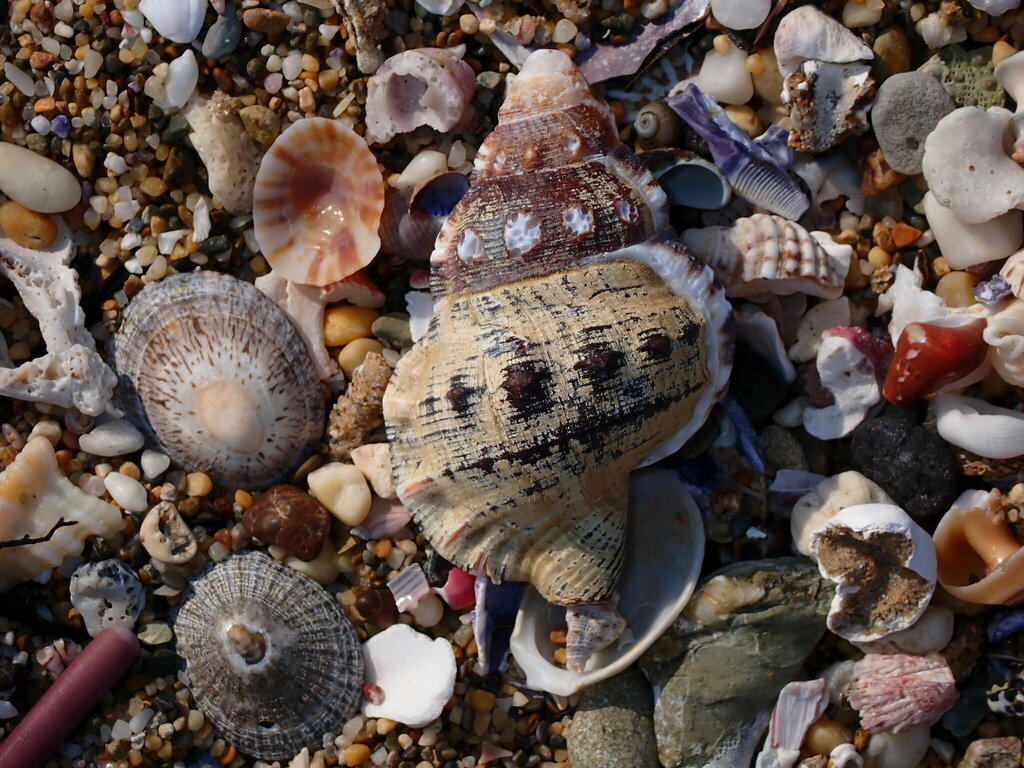Ranella australasia from Woolgoolga NSW 2456, Australia on December 17 ...