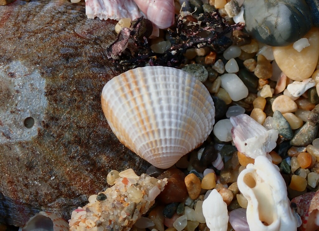 Timoclea scabra from Woolgoolga NSW 2456, Australia on December 17 ...