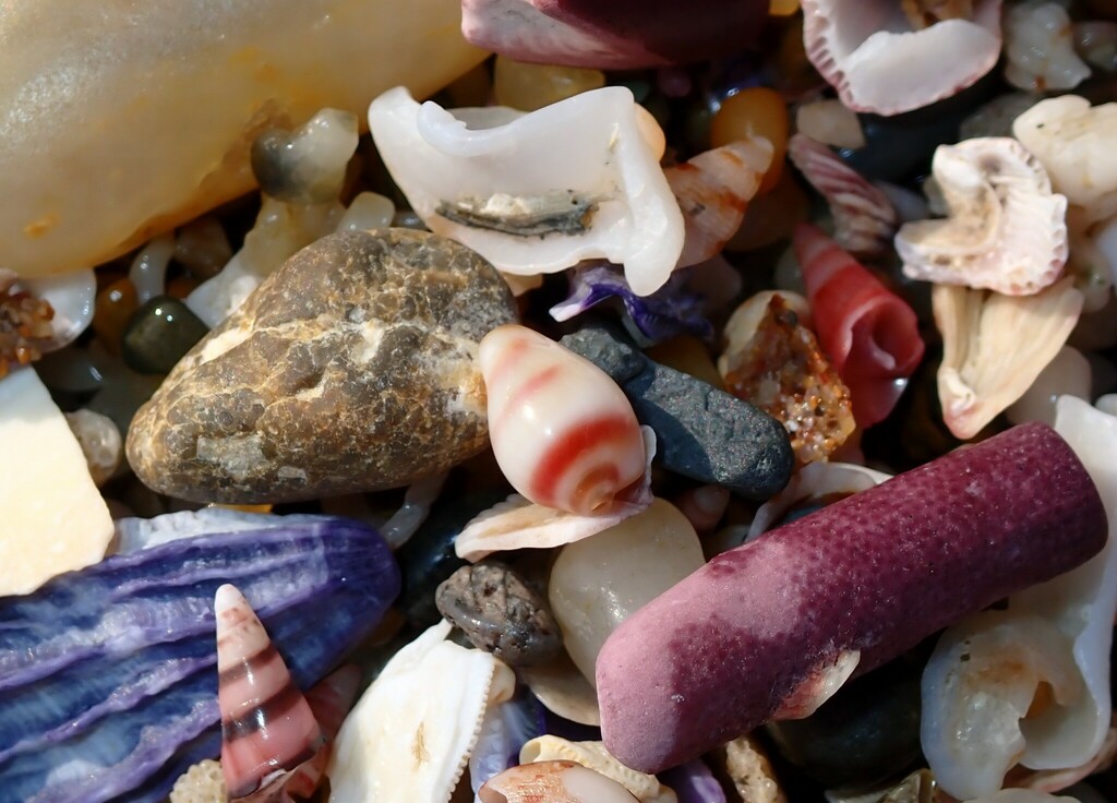 Lachryma lachryma from New South Wales, Australia on December 17, 2023 ...