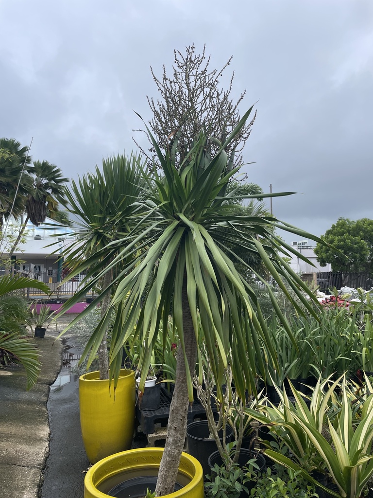 New Zealand cabbage tree in December 2023 by Steve Maldonado ...