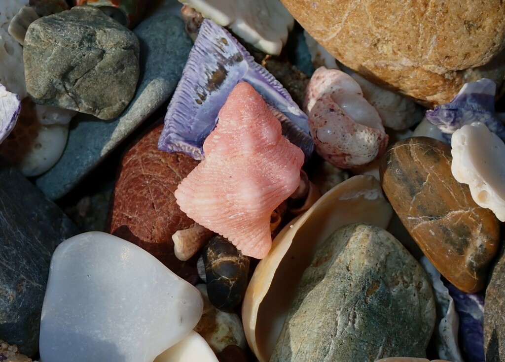 Mipus arbutum from Woolgoolga NSW 2456, Australia on December 17, 2023 ...