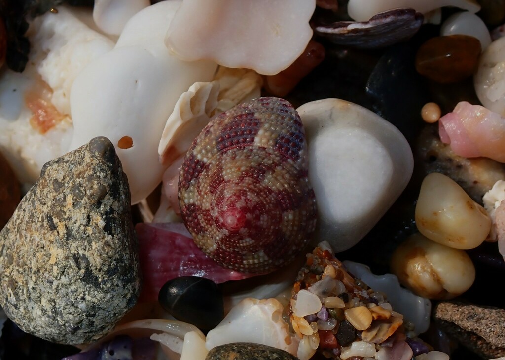 Clanculus clangulus from Woolgoolga NSW 2456, Australia on December 17 ...