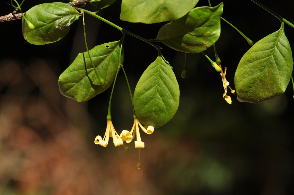 Turraea holstii from Bale-Zone, Äthiopien on February 10, 2011 at 09:56 ...