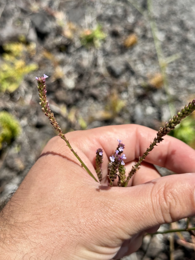 Seashore vervain from Hawai‘i Volcanoes National Park, Captain Cook, HI ...