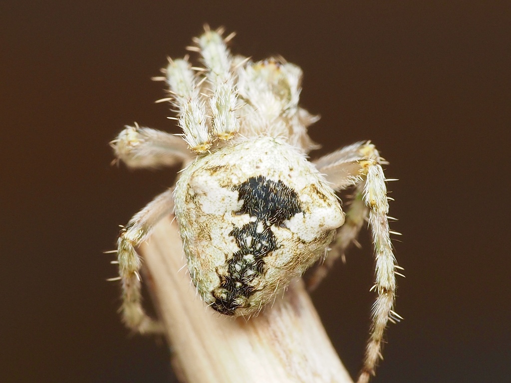 Cryptic Orbweavers from North Island, Kaeo, Northland, NZ on December ...