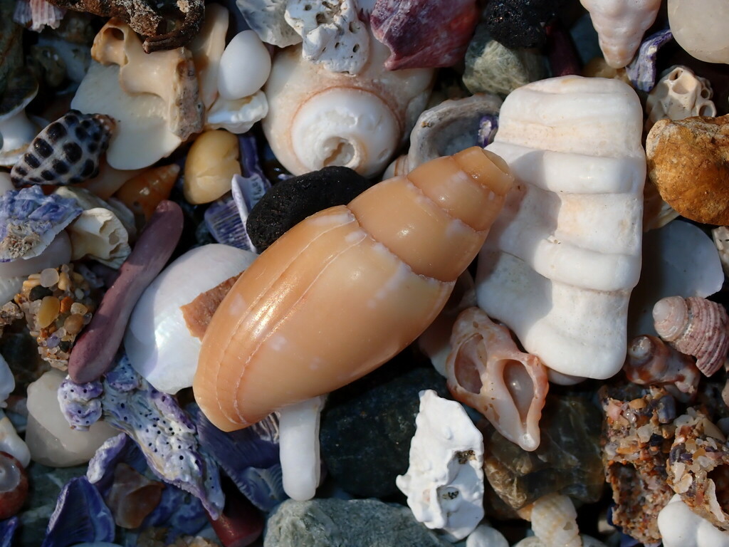 Quasimitra solida from Woolgoolga NSW 2456, Australia on December 17, 2023 at 04:57 PM by Adrian ...