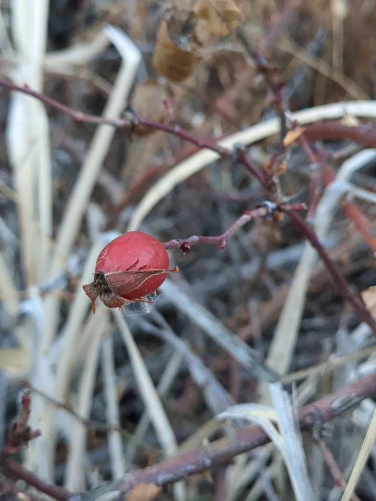 roses from Reno, NV 89503, USA on December 16, 2023 at 04:12 PM by ...