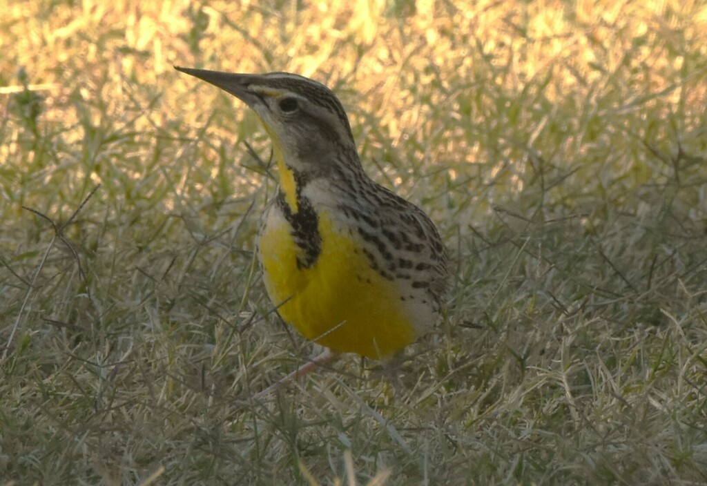 Western Meadowlark from Tanque Verde, AZ, USA on December 5, 2023 at 10 ...