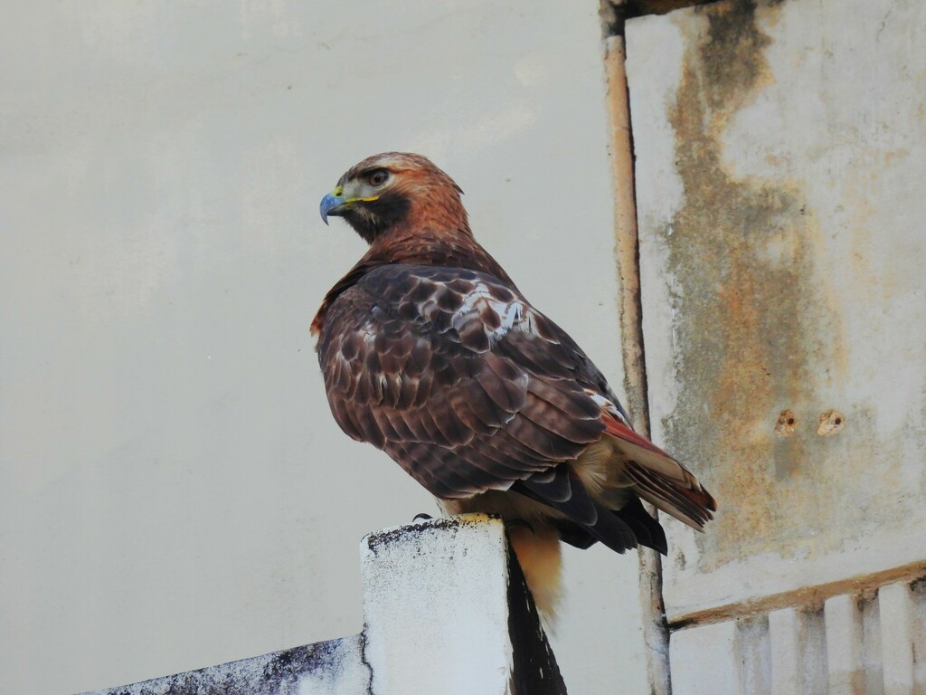 Red-tailed Hawk from Universidad, San Juan, Puerto Rico, San Juan ...