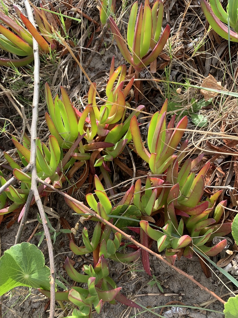 sea fig from n.a342, UY-CA, UY on December 15, 2023 at 04:04 PM by ...