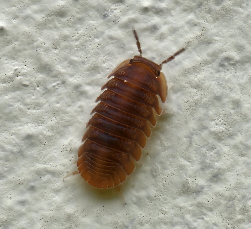 Little Sea Pill Woodlouse from CPH4+98, 77734 Grand Sirenis, Q.R ...