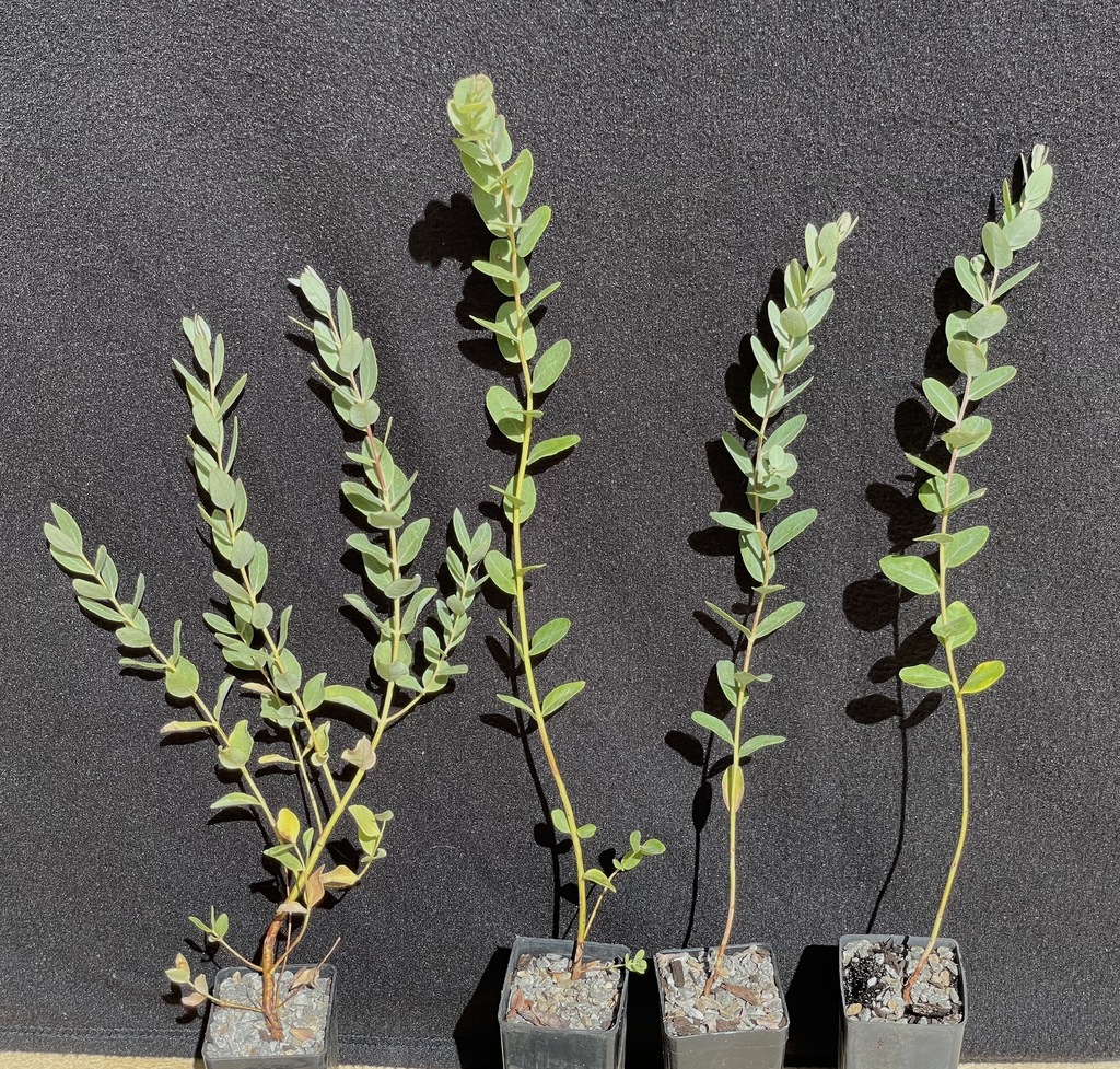 Slender-leaf Mallee (Eucalyptus leptophylla) - Botanical Realm