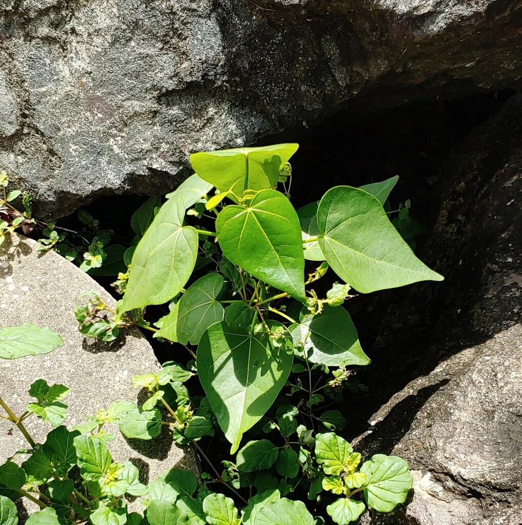 Portia tree from Palmas, Cataño, Puerto Rico, Cataño, Puerto Rico on ...