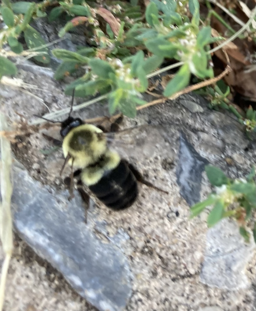 Common Eastern Bumble Bee from Long Island, New York, NY, US on ...