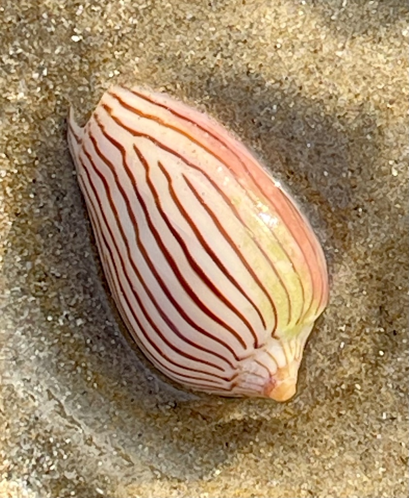 Zebra Volute from Woolgoolga Bay, Woolgoolga, NSW, AU on December 18 ...