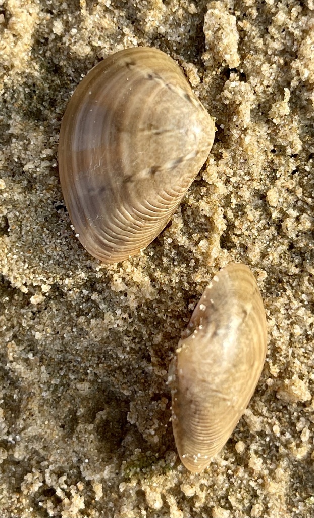 Smoke cockle from Safety Beach, Safety Beach, NSW, AU on December 18 ...