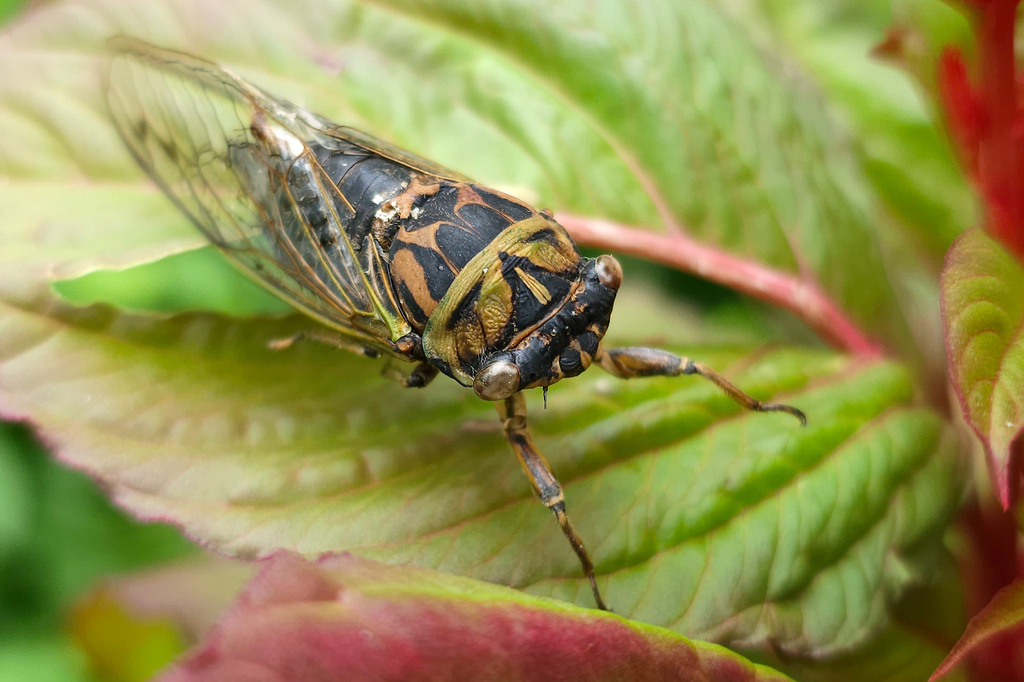 Northern Dog-day Cicada from 1923 Ashland Ave, St Paul, MN 55104, USA ...