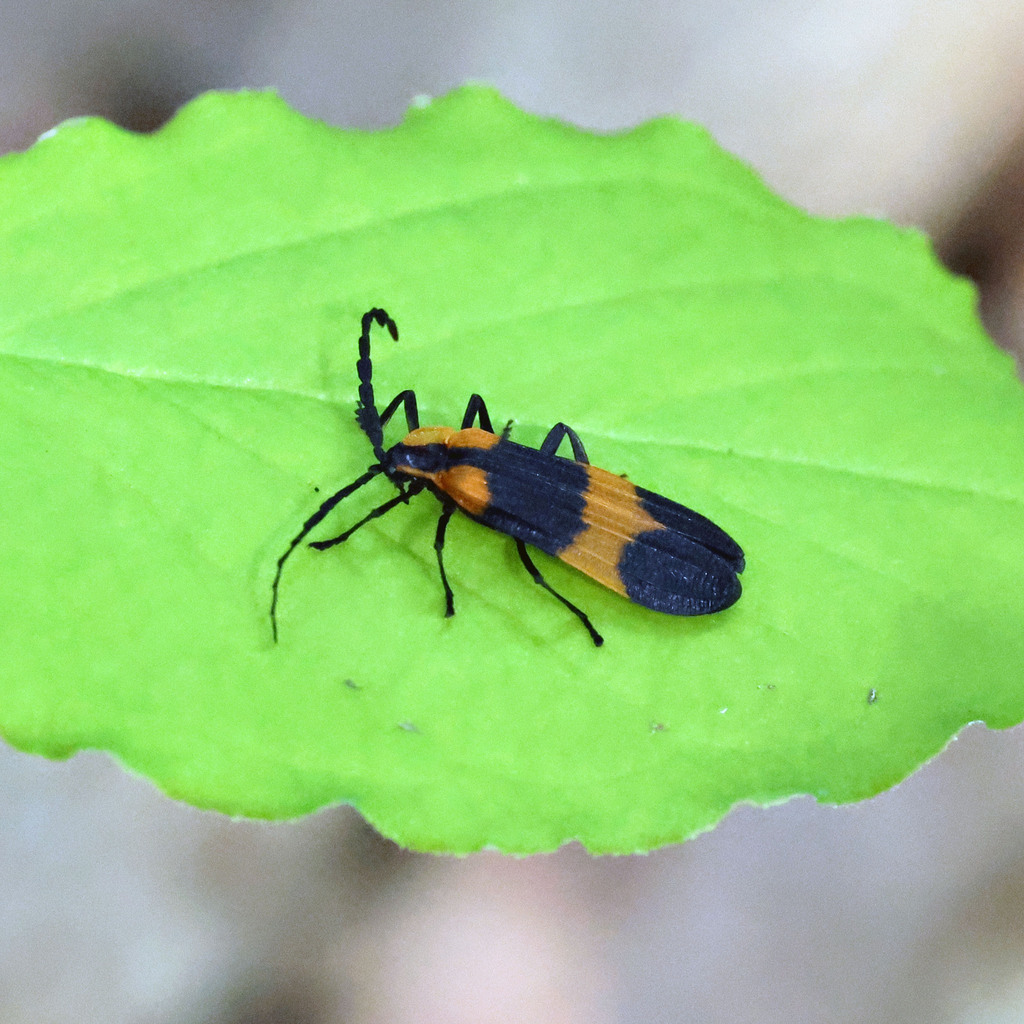 Reticulated Net-winged Beetle from North Olmsted, OH, USA on July 9 ...