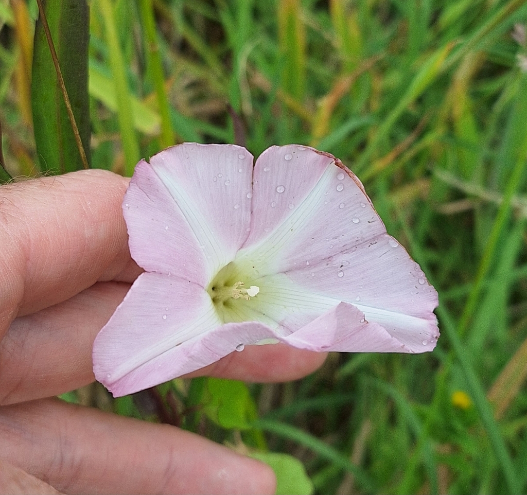 hedge bindweed from Launceston City, TAS, Australia on December 18 ...