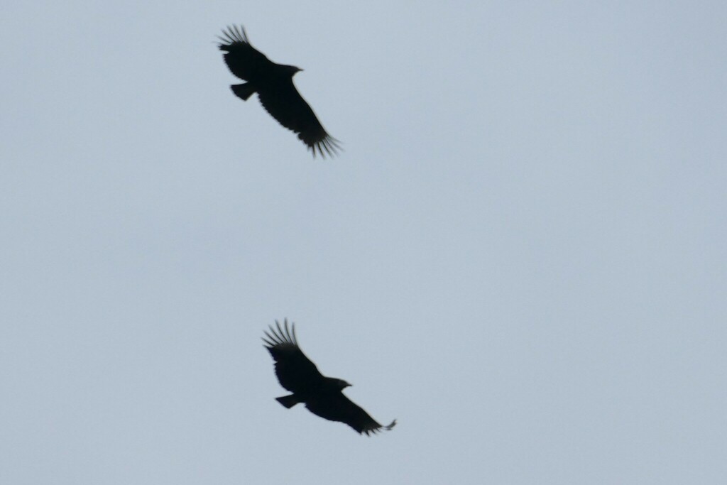Black Vulture from 38 Fairview Avenue, Athens, Ohio on February 7, 2018 ...