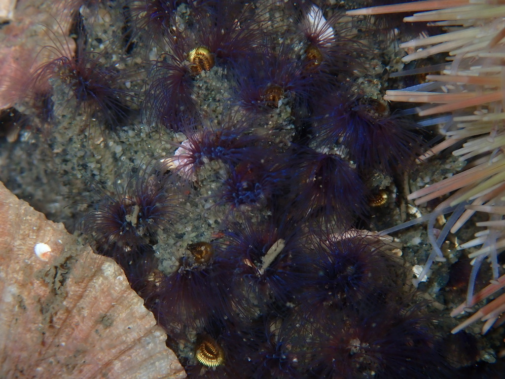 California Sandcastle Worm from Island County, WA, USA on December 16 ...