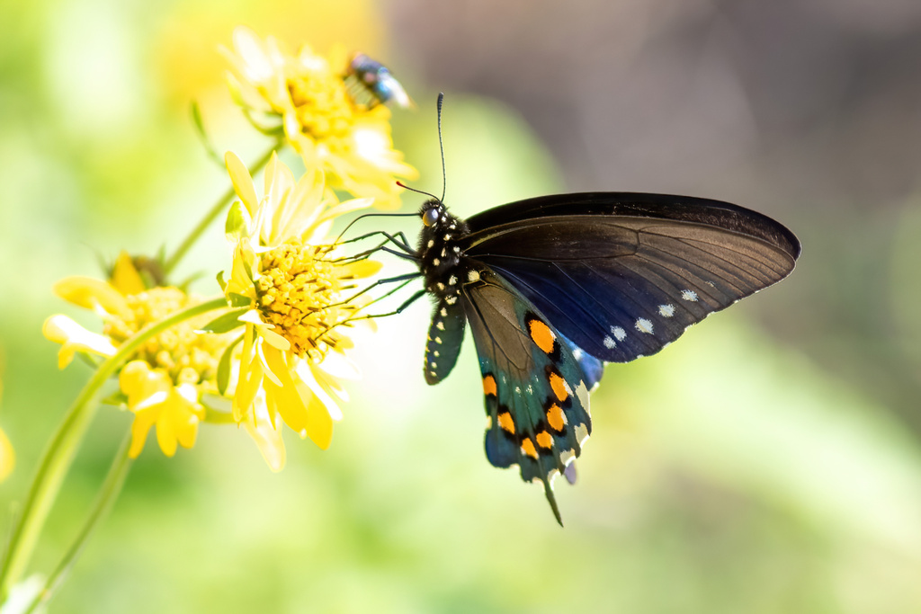 Pipevine Swallowtail from Aransas County, TX, USA on December 4, 2023 ...