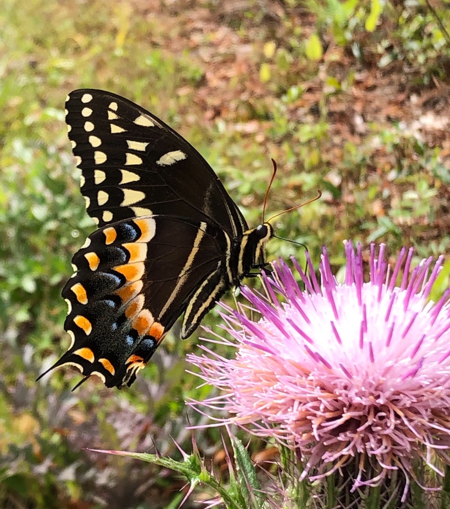 Palamedes Swallowtail from 1300 State Road 206 E, Saint Augustine, FL ...