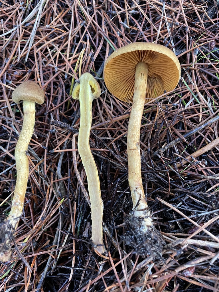 Webcaps in December 2021 by Joann Olson · iNaturalist