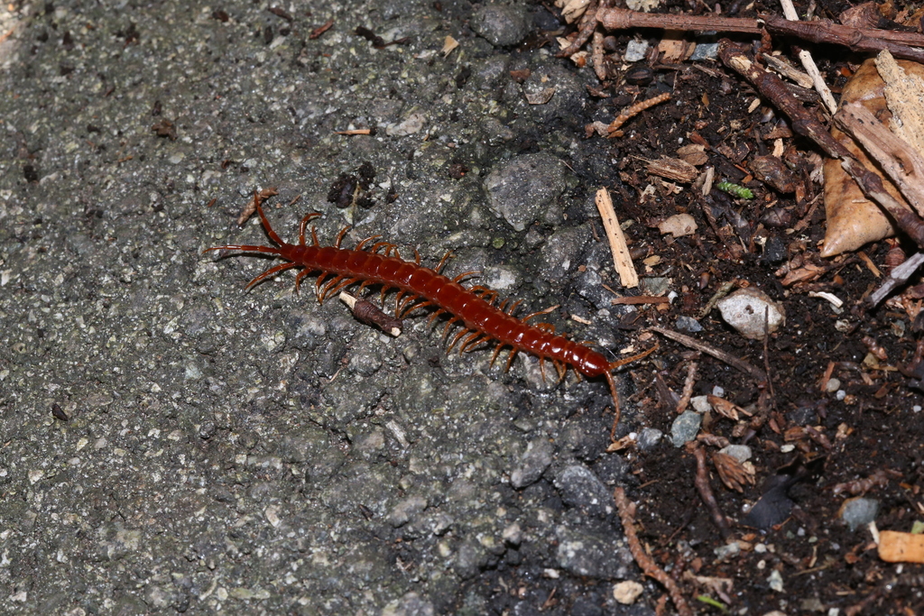 Red Centipedes from Golden Gate Park, San Francisco, CA, USA on ...