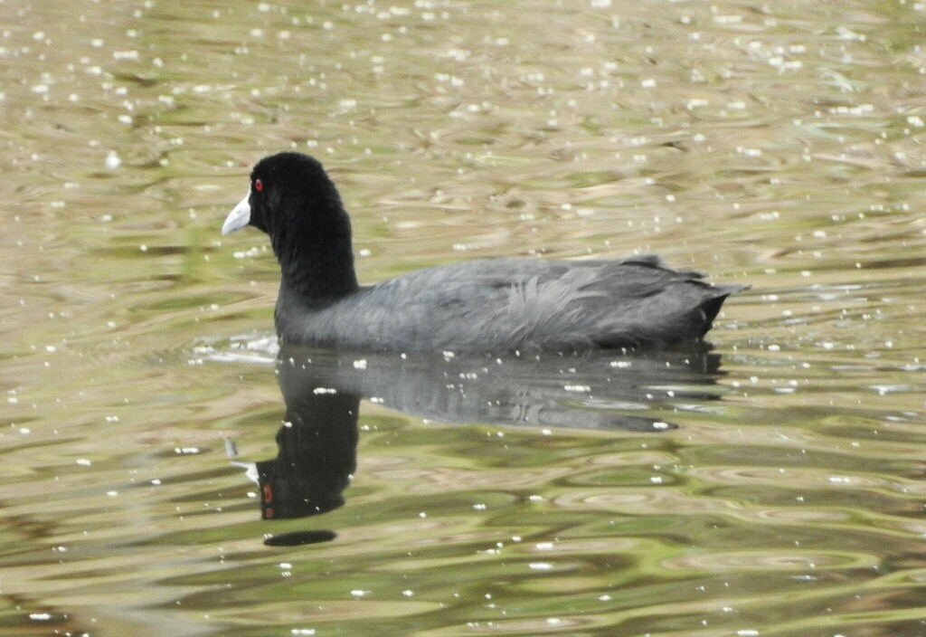 Eurasian Coot from East Kurrajong NSW 2758, Australia on December 17 ...
