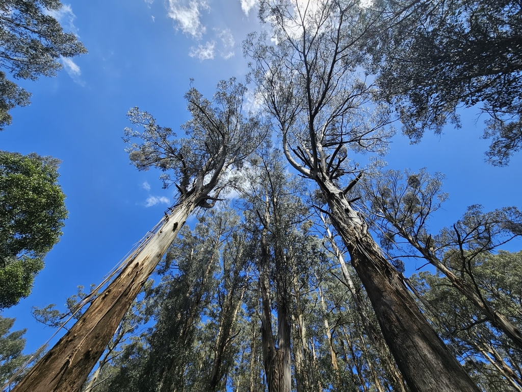Australian Mountain Ash from Sherbrooke VIC 3789, Australia on December ...