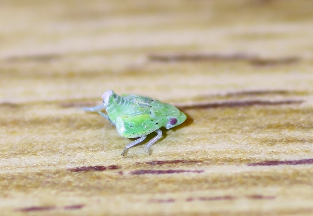 Torpedo Bug from Downey, CA, USA on December 15, 2023 by nmoorhatch ...