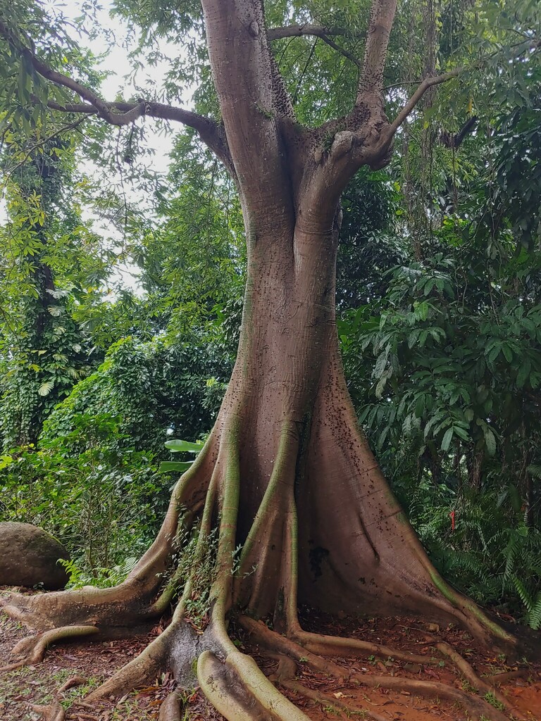 Kapok Tree from Río Grande, Puerto Rico on December 14, 2023 at 11:01 ...