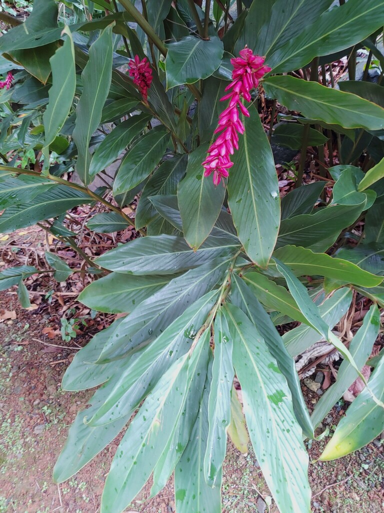 Red Ginger from Mameyes II, Río Grande 00745, Puerto Rico on December ...
